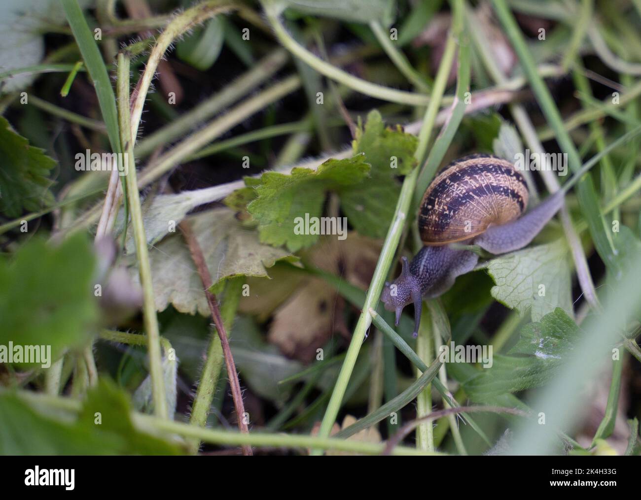 Snail slowly moving in grass hi-res stock photography and images - Alamy