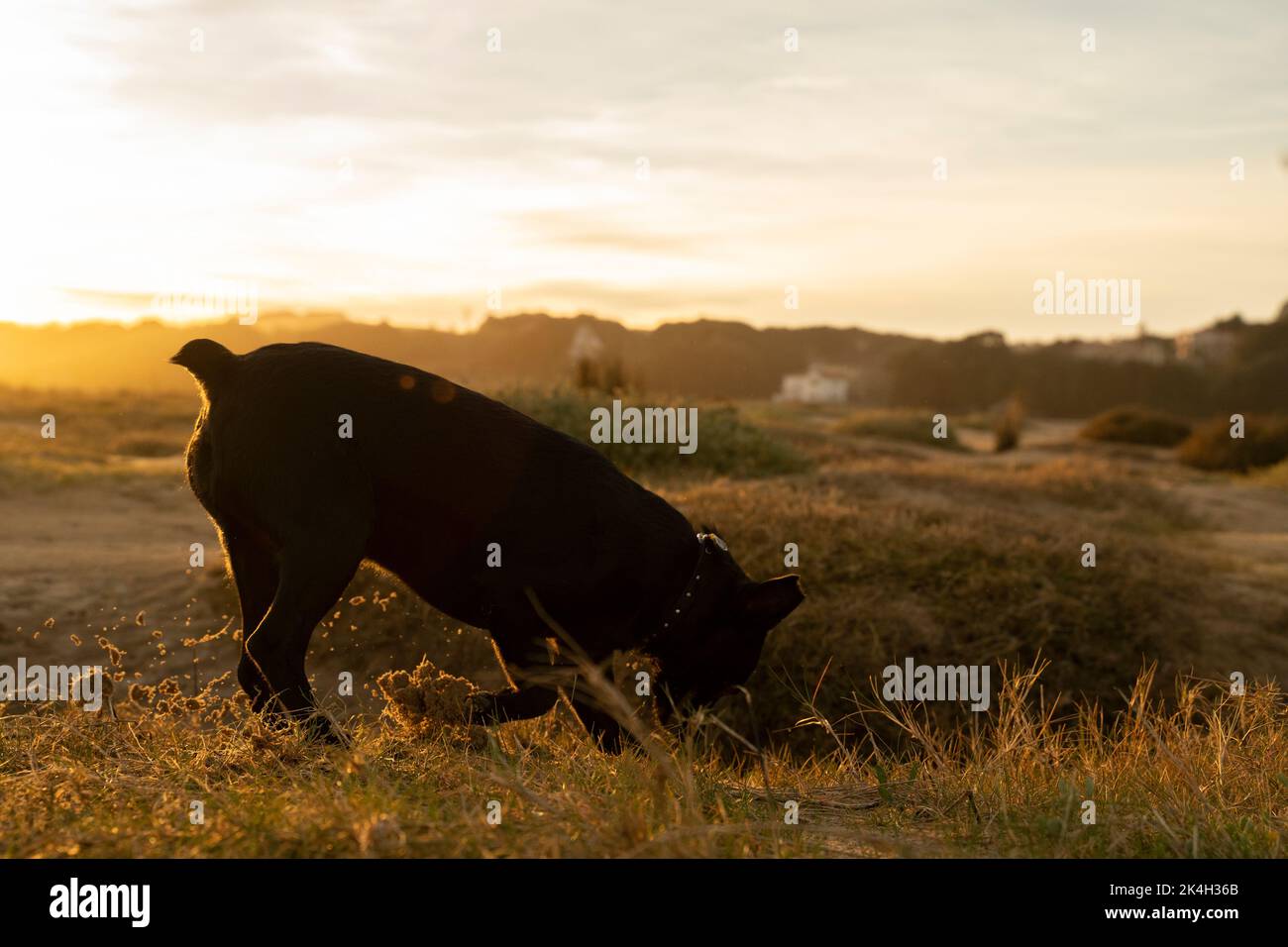 small black dog following a smell trace in the countryside at sunset ...