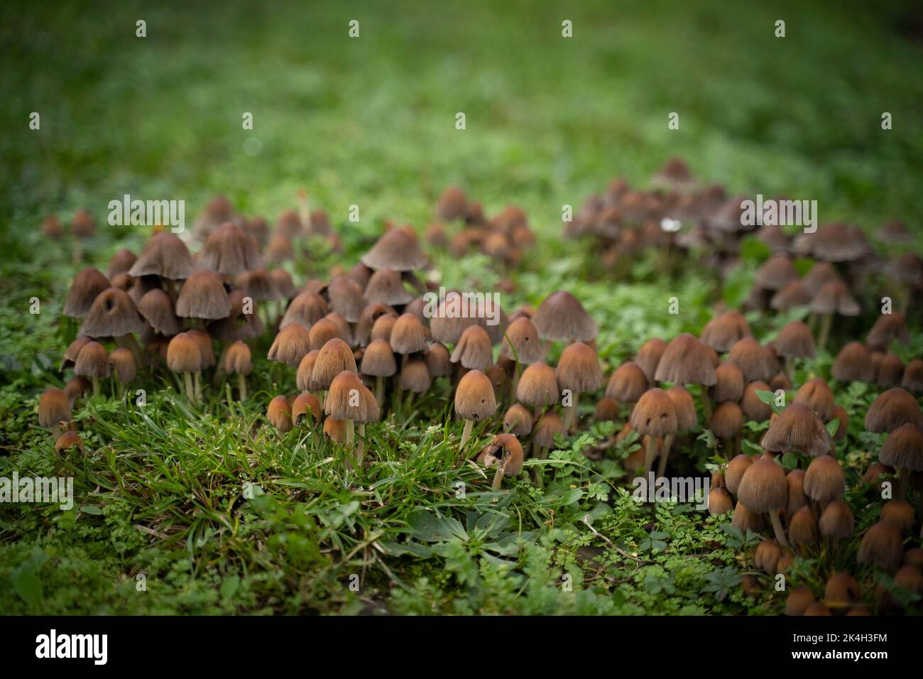 group of brown fungus growing from the ground Stock Photo - Alamy