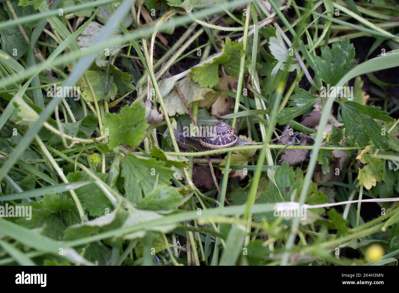 Snail slowly moving in grass hi-res stock photography and images - Alamy