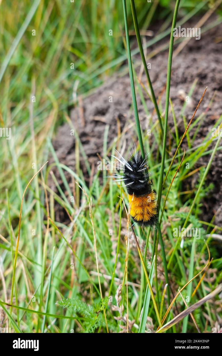 woolly Bear Caterpillar Lophocampa maculata Stock Photo - Alamy