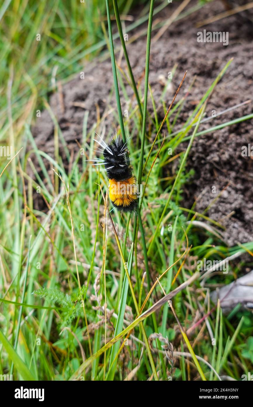woolly Bear Caterpillar Lophocampa maculata Stock Photo - Alamy