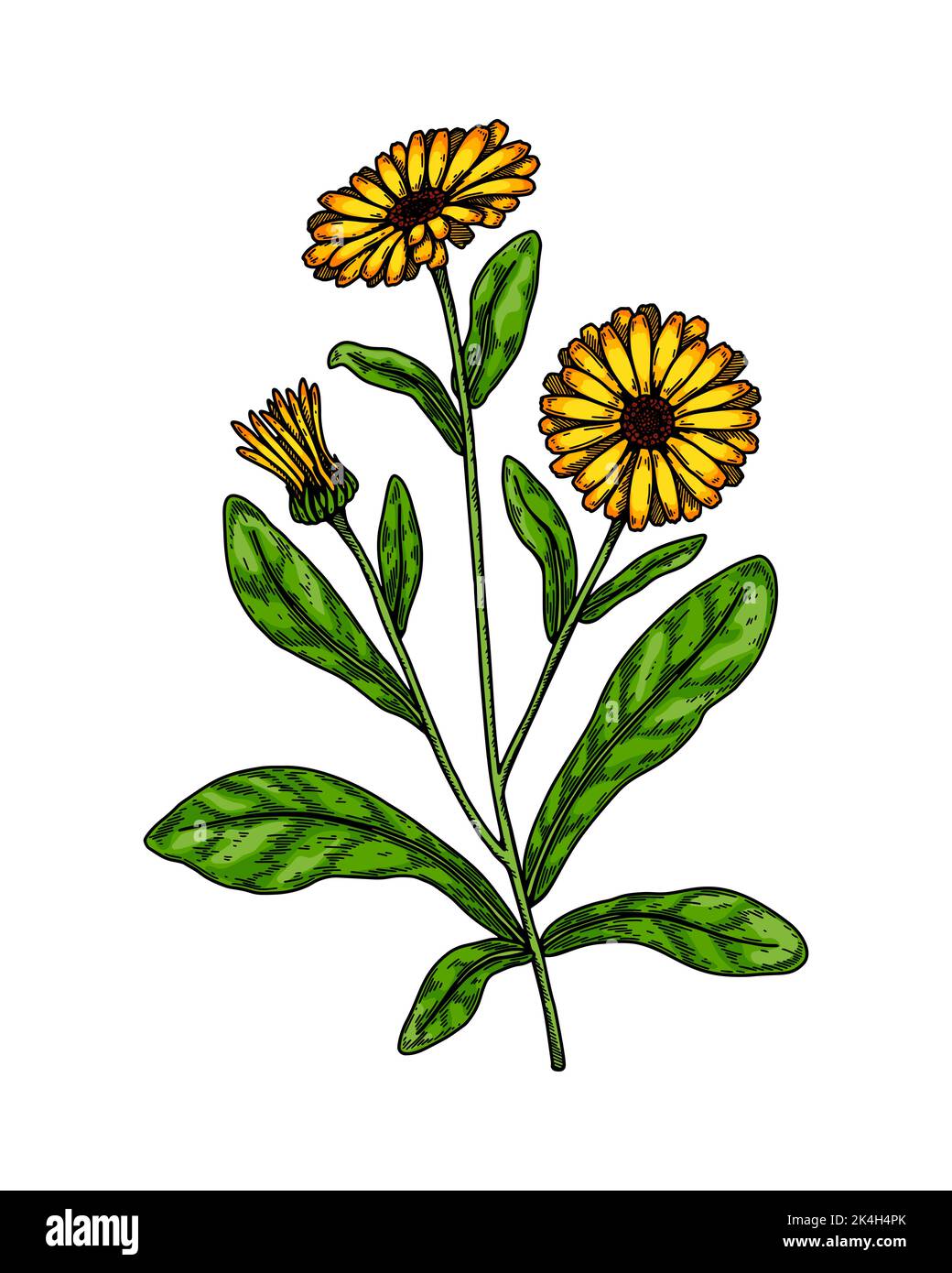 Hand drawn calendula flowering plant isolated on white background ...