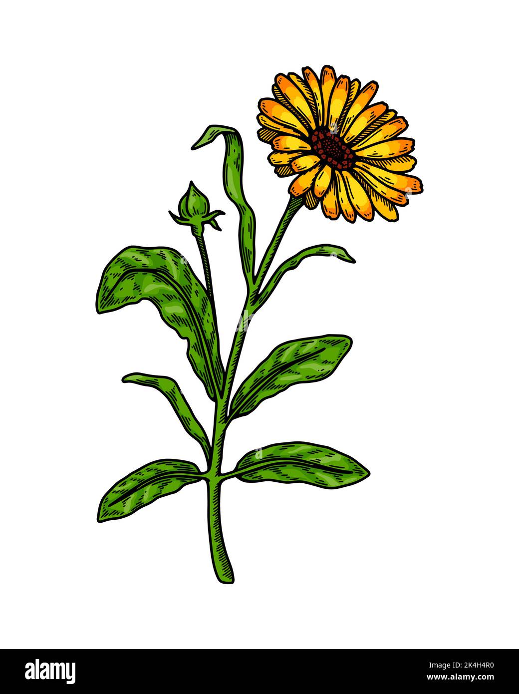 Hand drawn calendula flowering plant isolated on white background ...