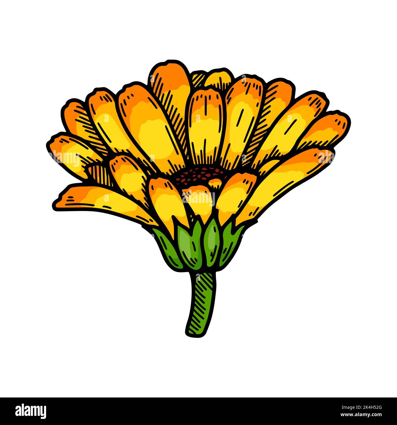 Hand drawn calendula flowering plant isolated on white background ...