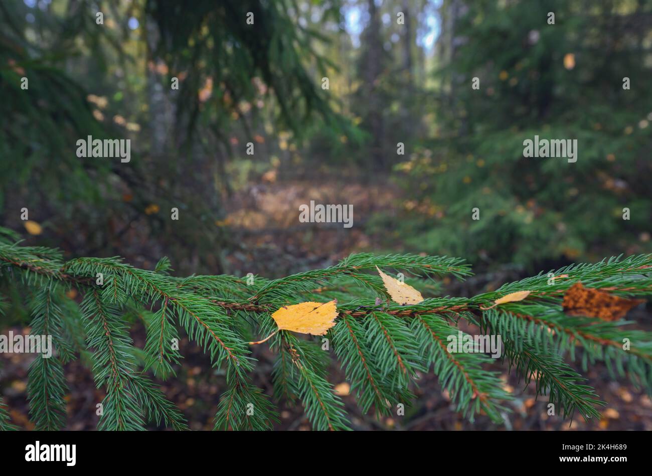 Autumn in the dense spruce forest Stock Photo - Alamy