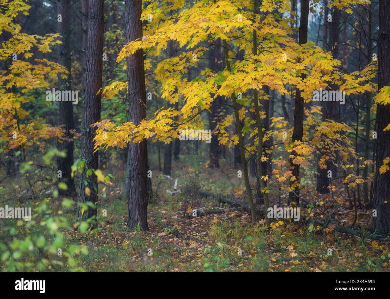 Autumn maple leaves during golden hi-res stock photography and images ...