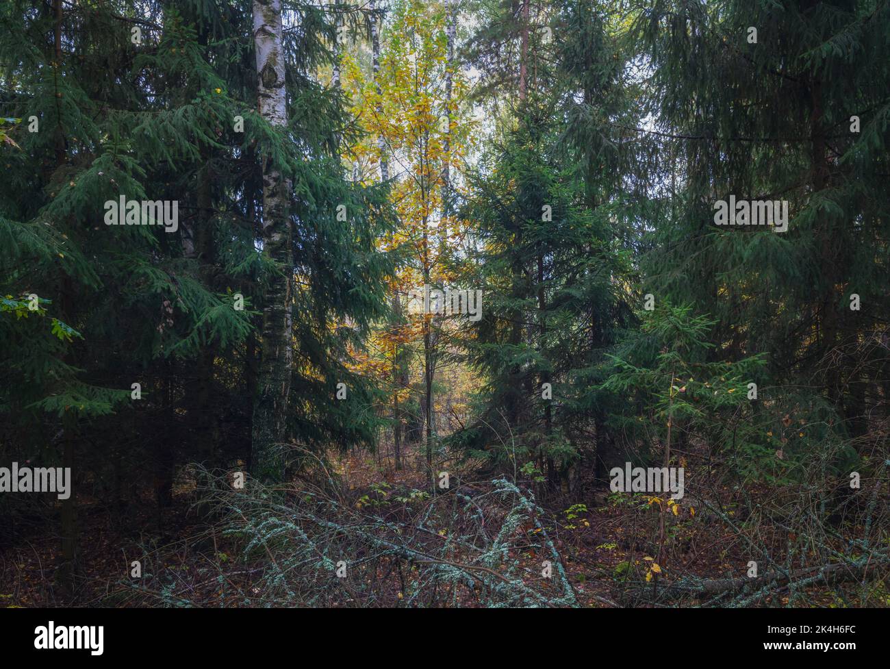 Autumn in the dense spruce forest Stock Photo - Alamy