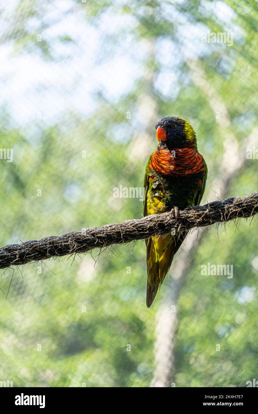 Trichoglossus haematodus haematodus rainbow lori, a bird that has a ...