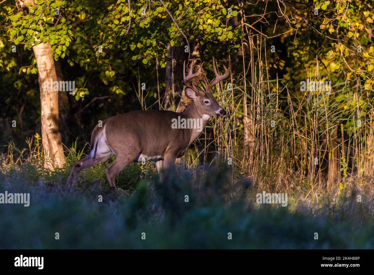 Male white-tailed deer (Odocoileus virginianus) in fall Stock Photo - Alamy