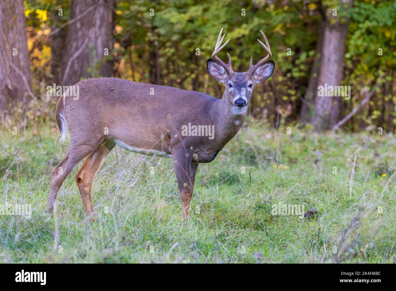 Male white-tailed deer (Odocoileus virginianus) in fall Stock Photo - Alamy