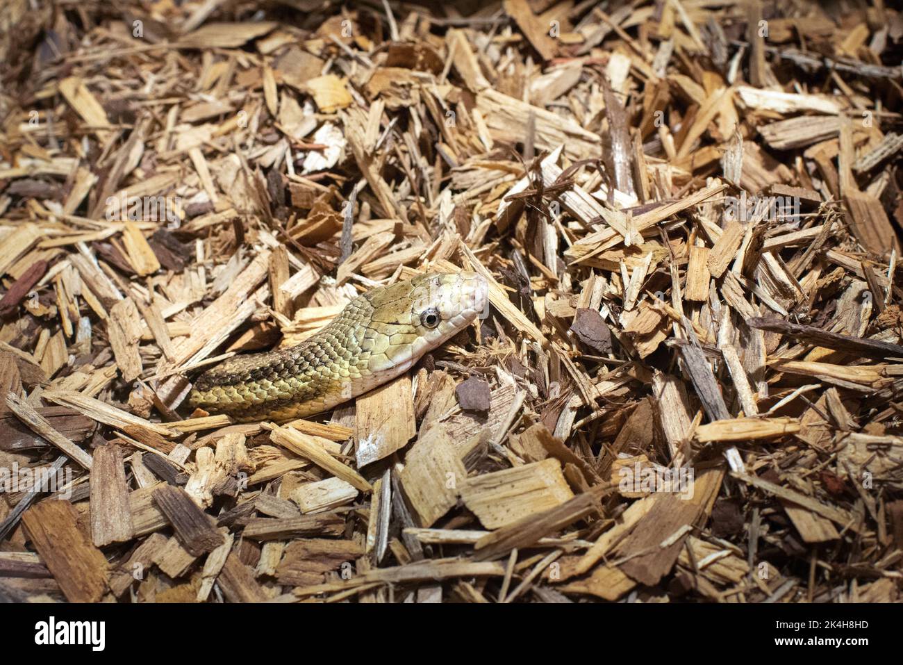 Pet snake habitat hi-res stock photography and images - Alamy