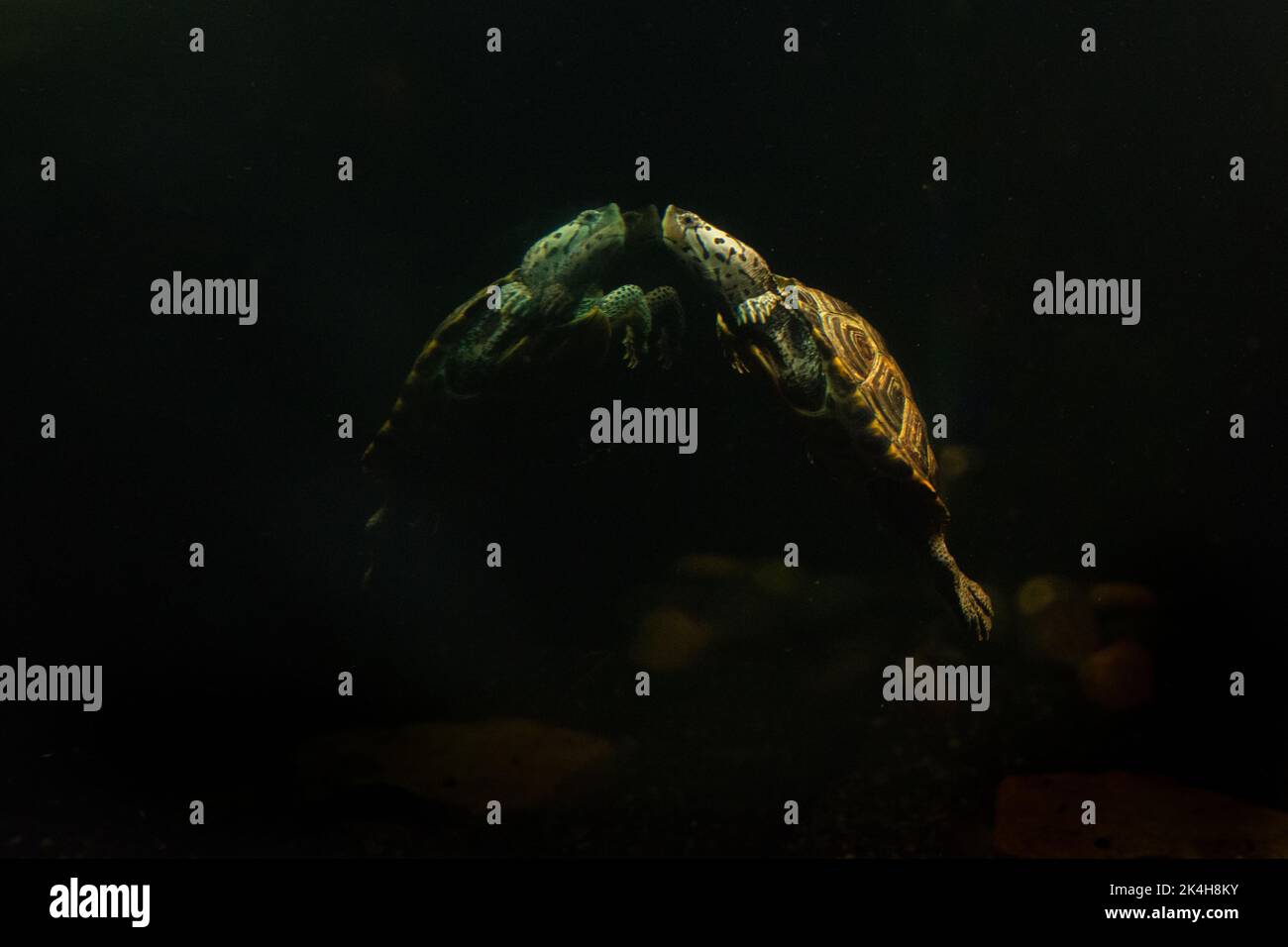 Turtle glass pet hi-res stock photography and images - Alamy