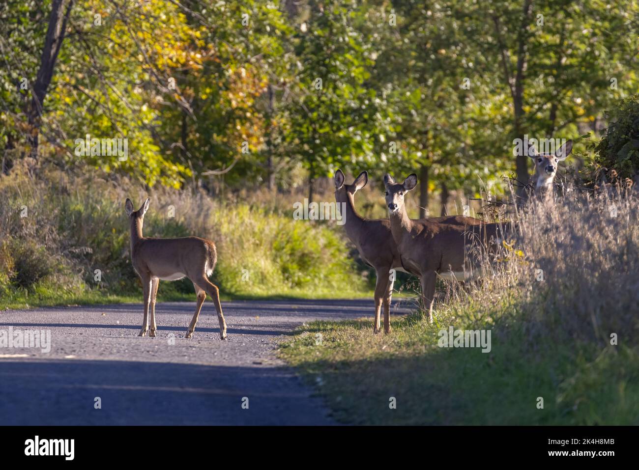 white-tailed deer heard (Odocoileus virginianus) in autumn Stock Photo ...