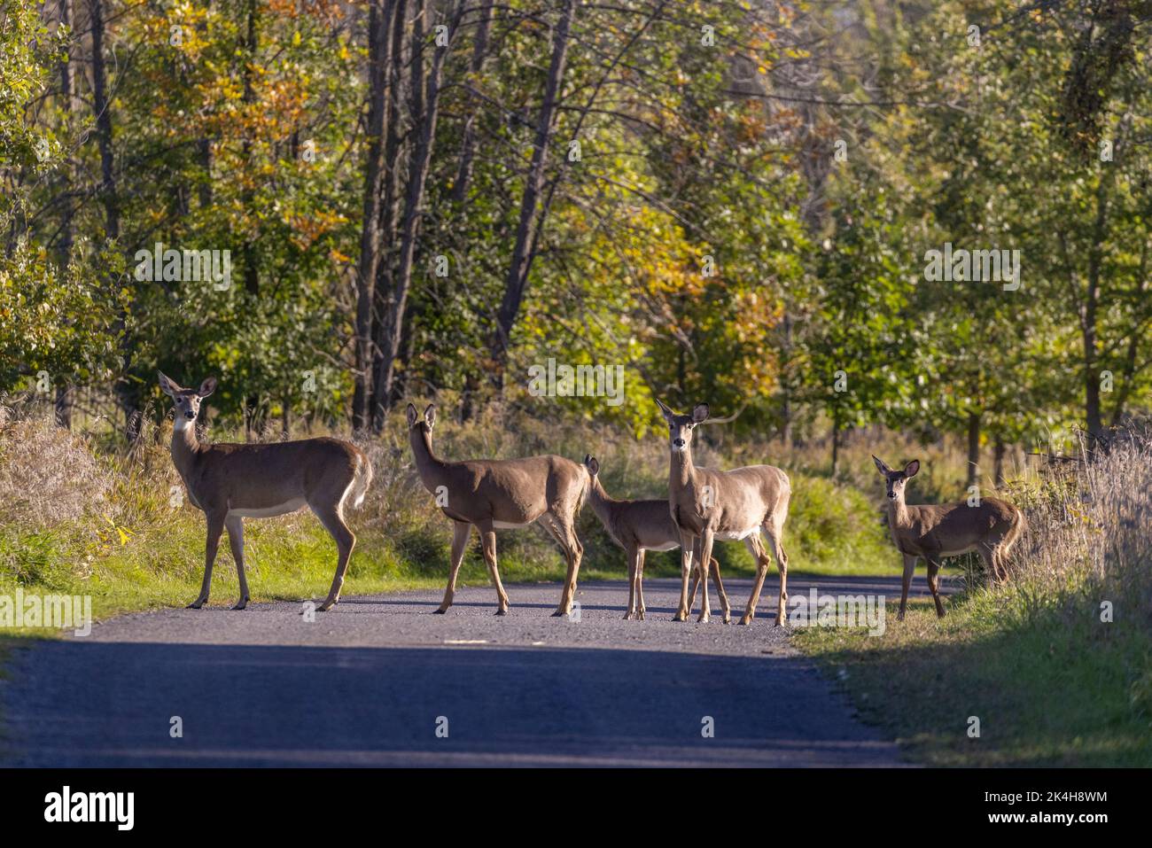 white-tailed deer heard (Odocoileus virginianus) in autumn Stock Photo ...