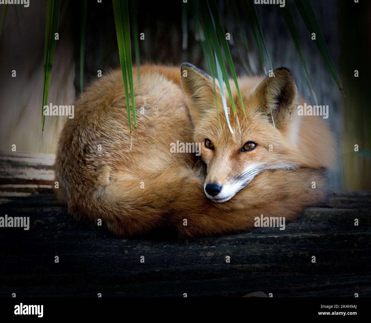 A closeup shot of a beautiful orange fox curled up in a ball Stock ...