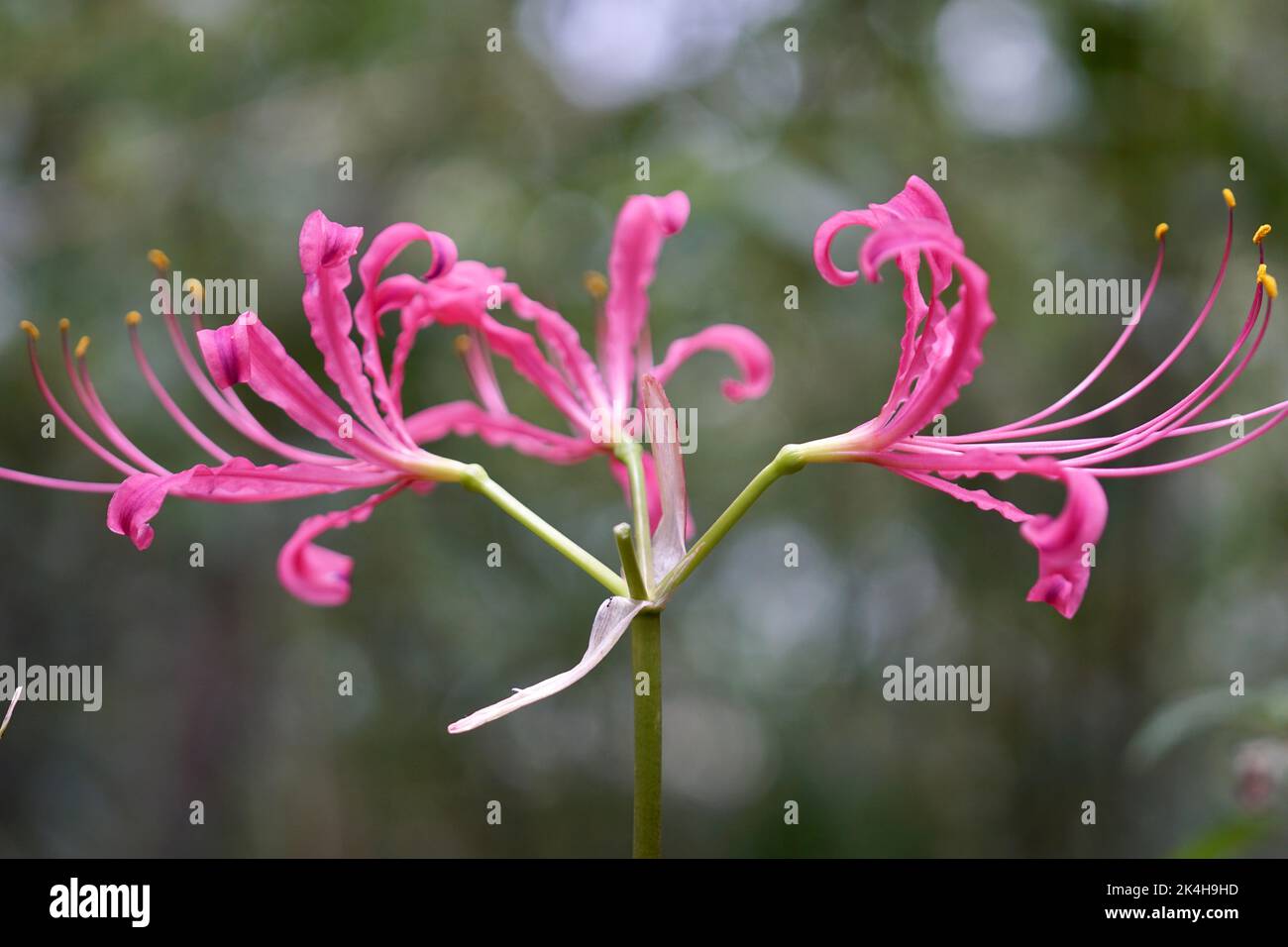 Nerine flowers hi-res stock photography and images - Alamy