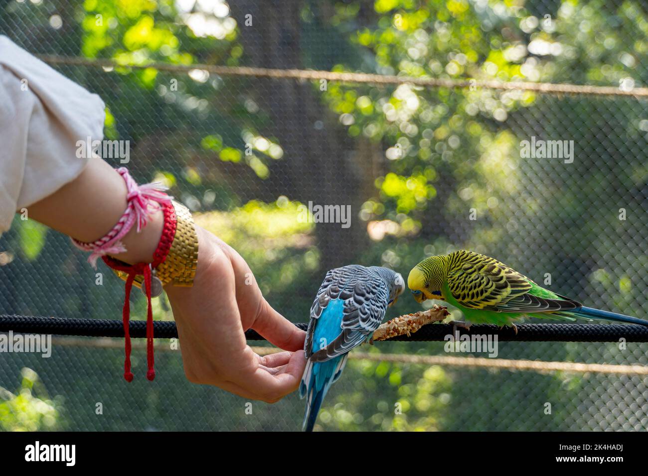 beautiful young woman feeding a bird with a wooden stick with seeds ...