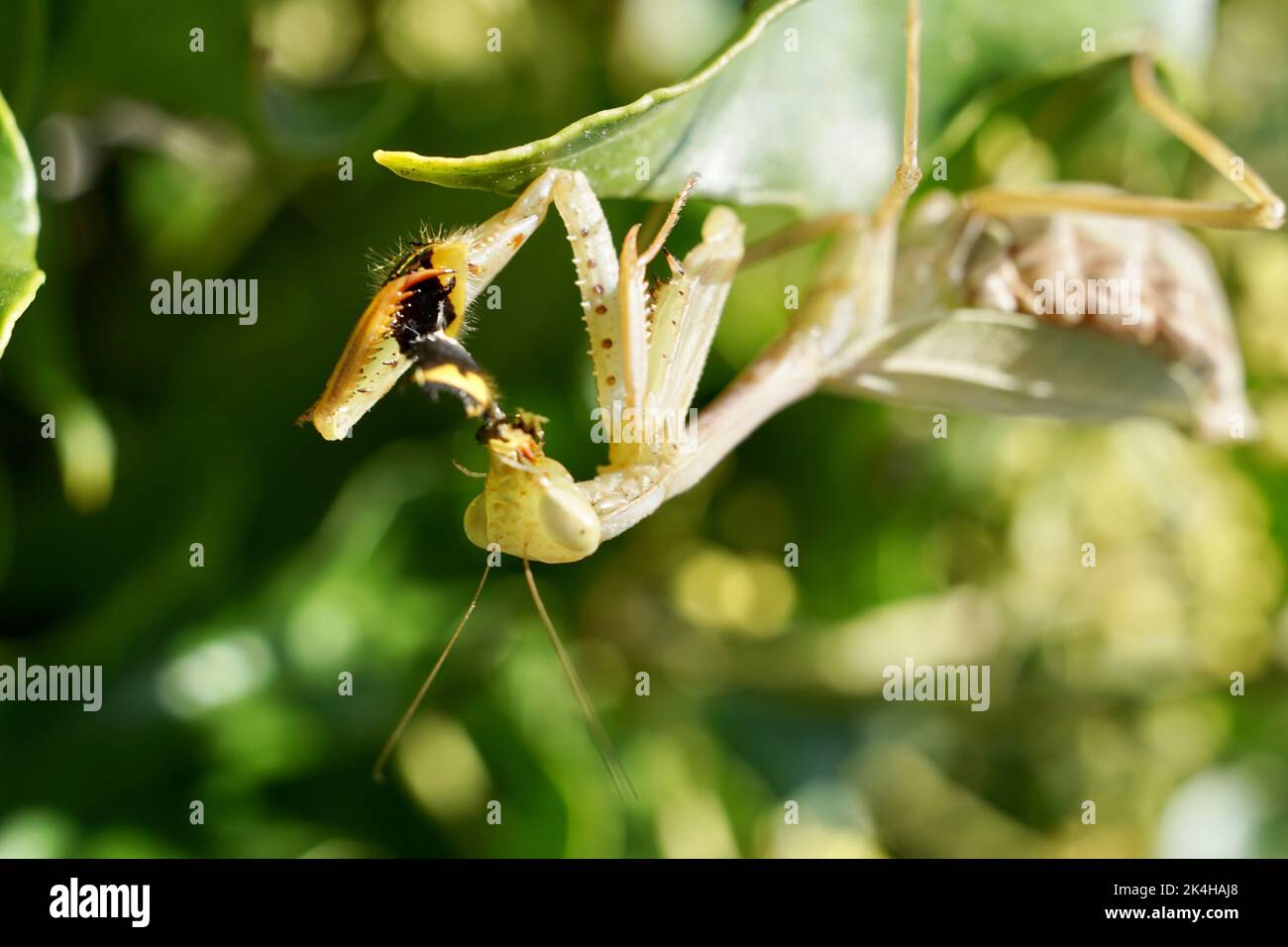 A macro shot of a praying mantis eating prey on a leaf Stock Photo - Alamy