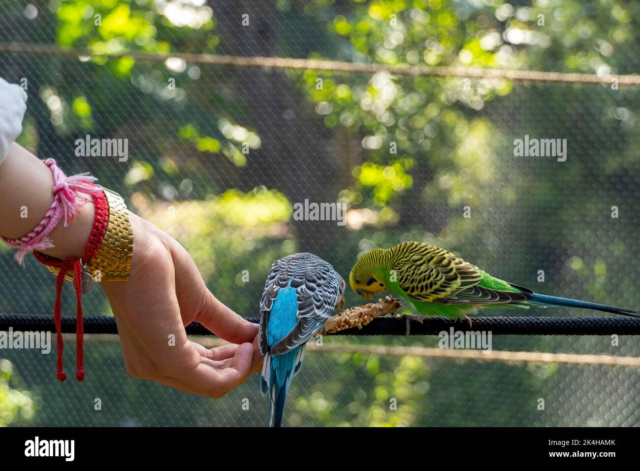 beautiful young woman feeding a bird with a wooden stick with seeds ...