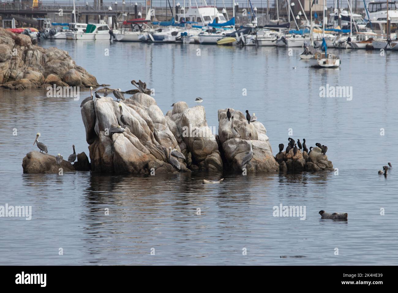 Still life birds hi-res stock photography and images - Alamy