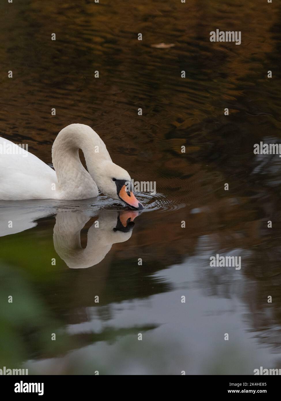 A vertical shot of a white swan fishing in a brown pond Stock Photo - Alamy