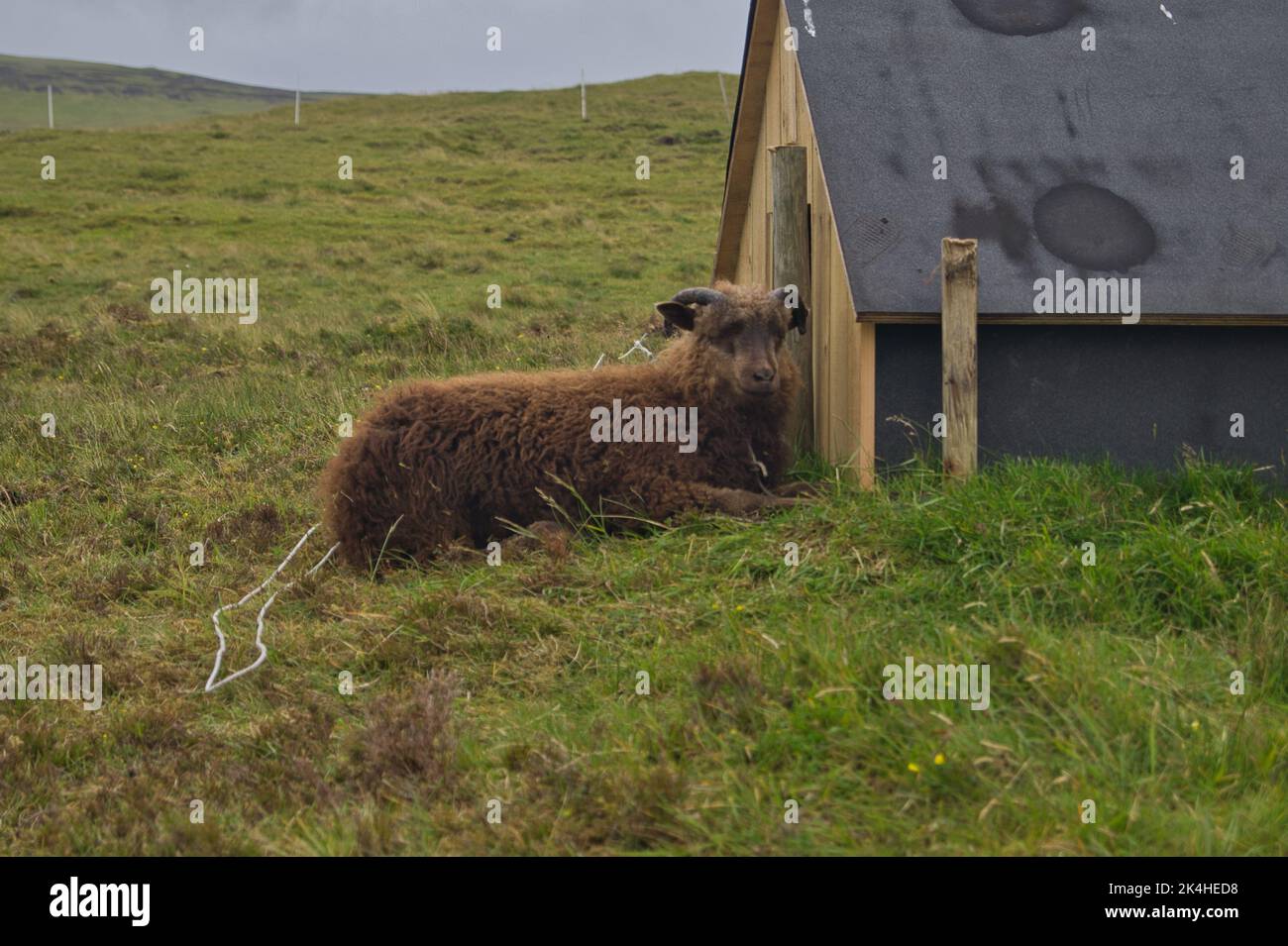 A brown sheep lying on a grassy field near the building Stock Photo - Alamy