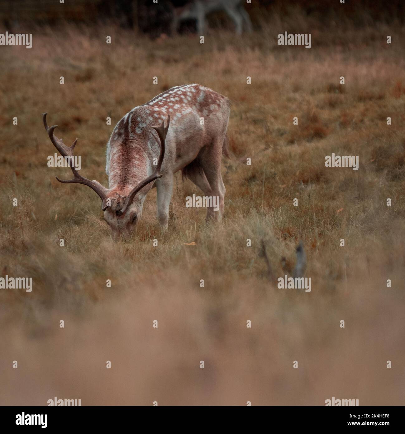 A beautiful spotted fallow deer with antlers grazing on a rural field ...