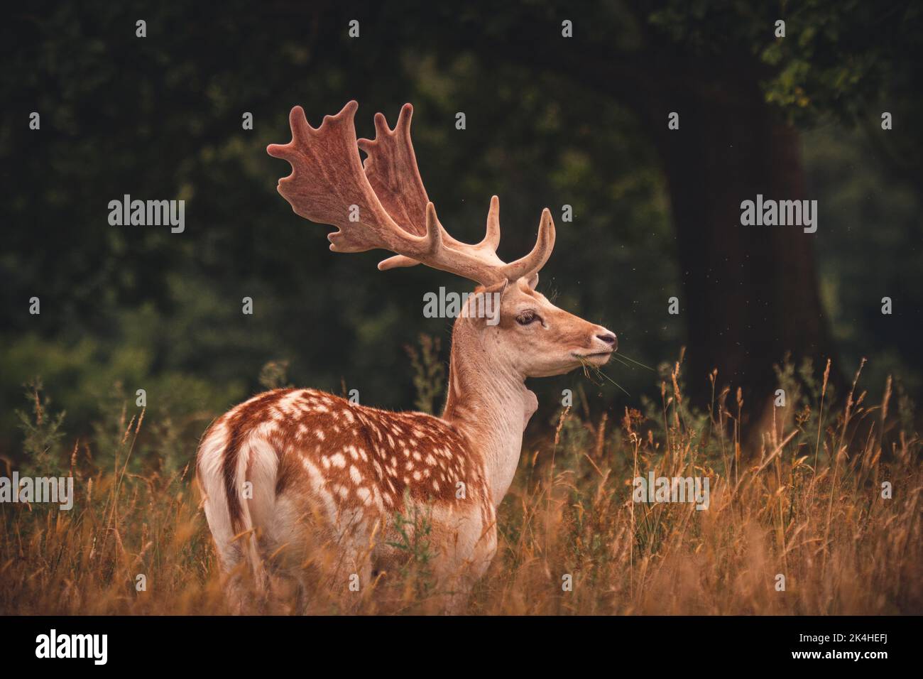A beautiful spotted fallow deer with antlers grazing on a rural field ...