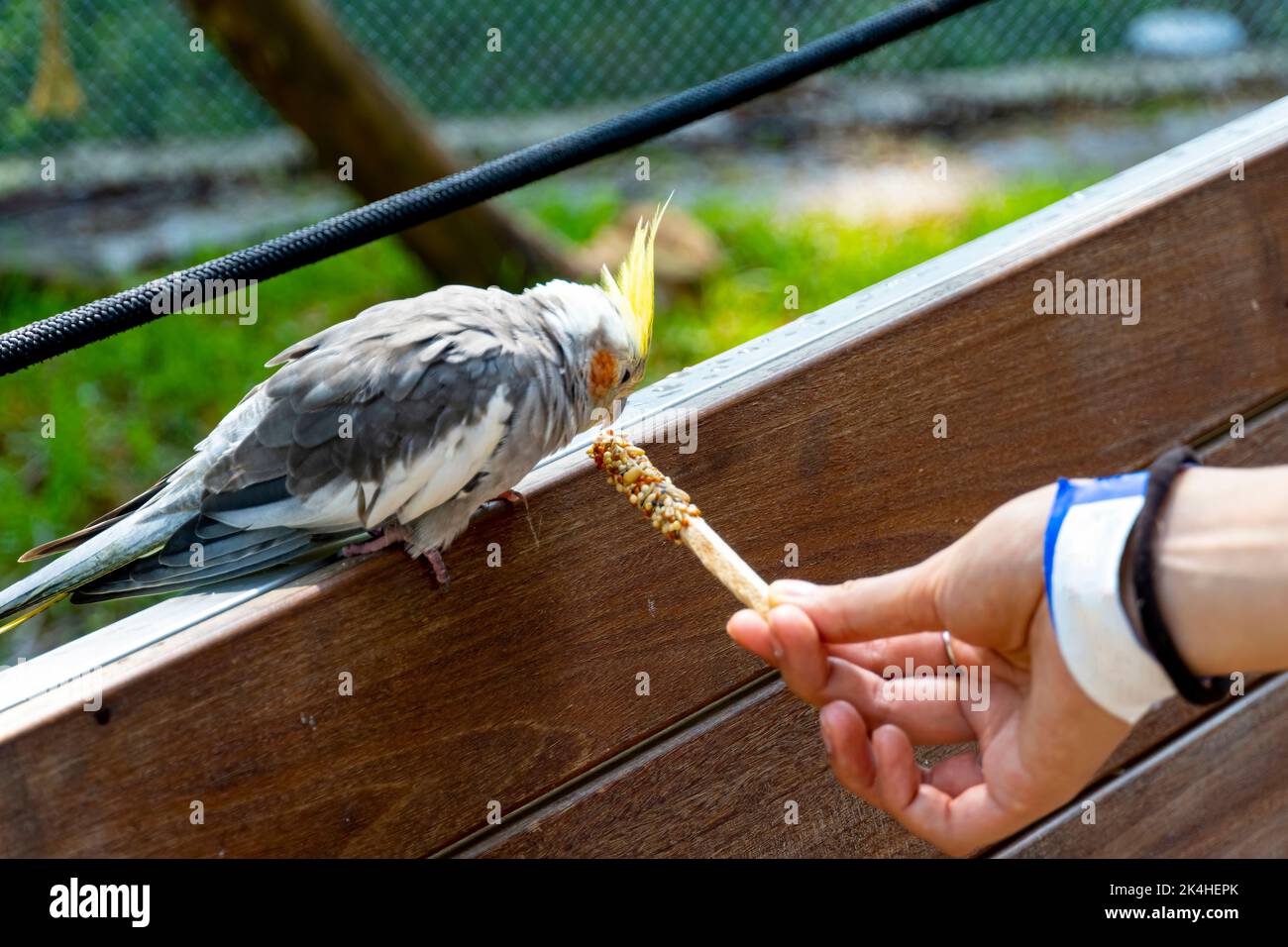 Nymphicus hollandicus, young woman giving food to a bird, grains stuck ...