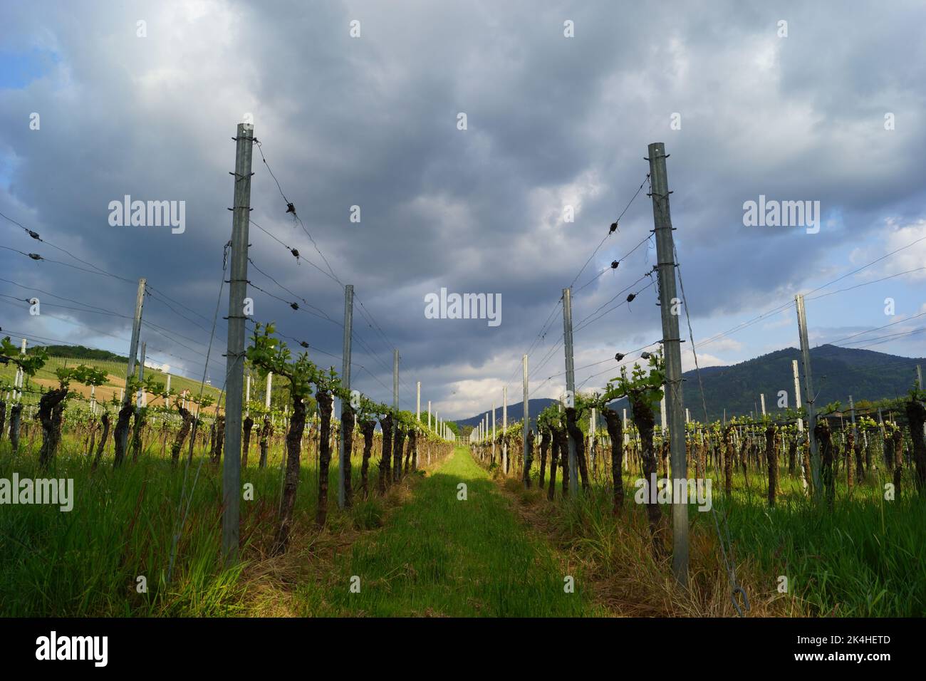 The rows of vines on a vineyard growing near the Black Forest in ...