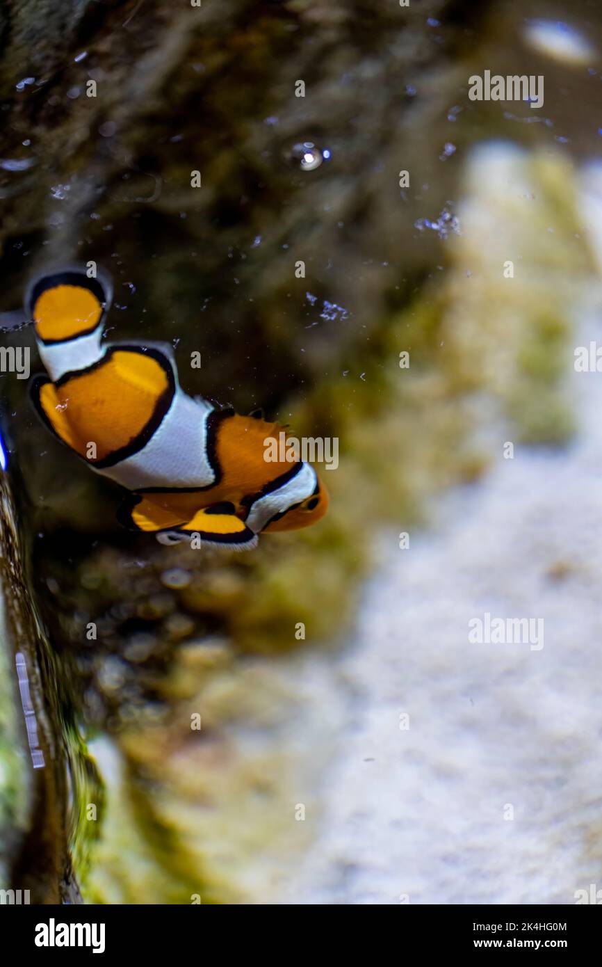 Anemone clown fish underwater fish hi-res stock photography and images ...