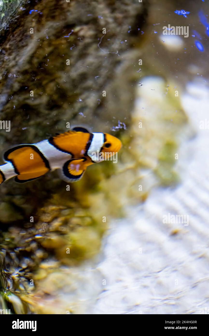 Clown Anemonefish, Amphiprion percula, swimming among the tentacles of ...