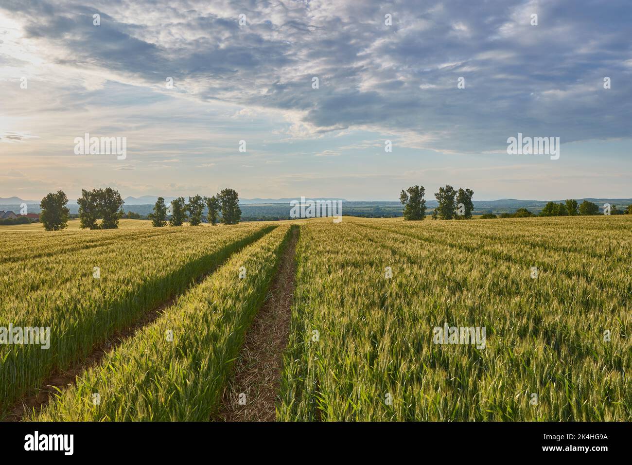 Green Field with Trees Stock Photo - Alamy