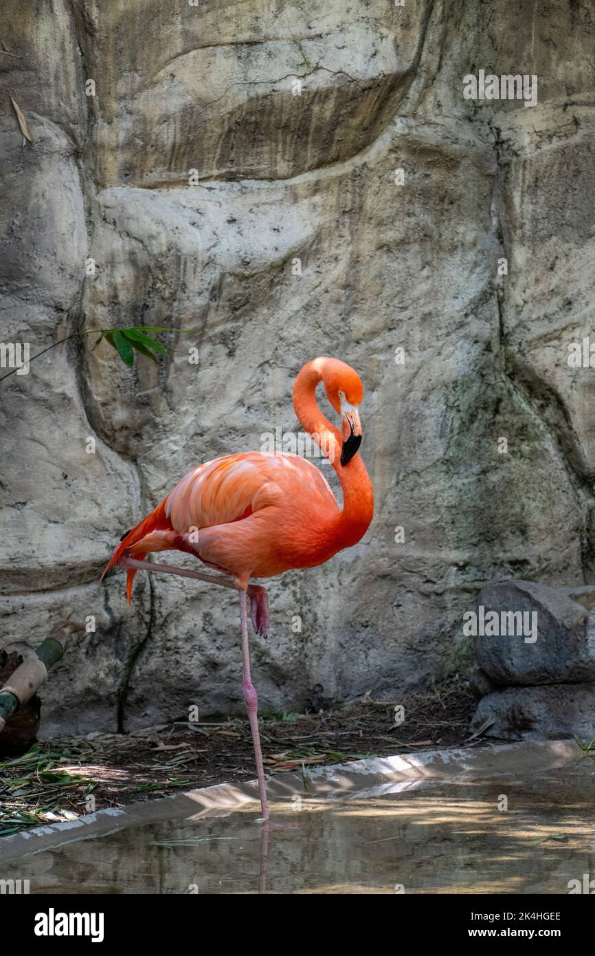 Flamingo seen close up, behind a waterfall, pink feathered animal ...