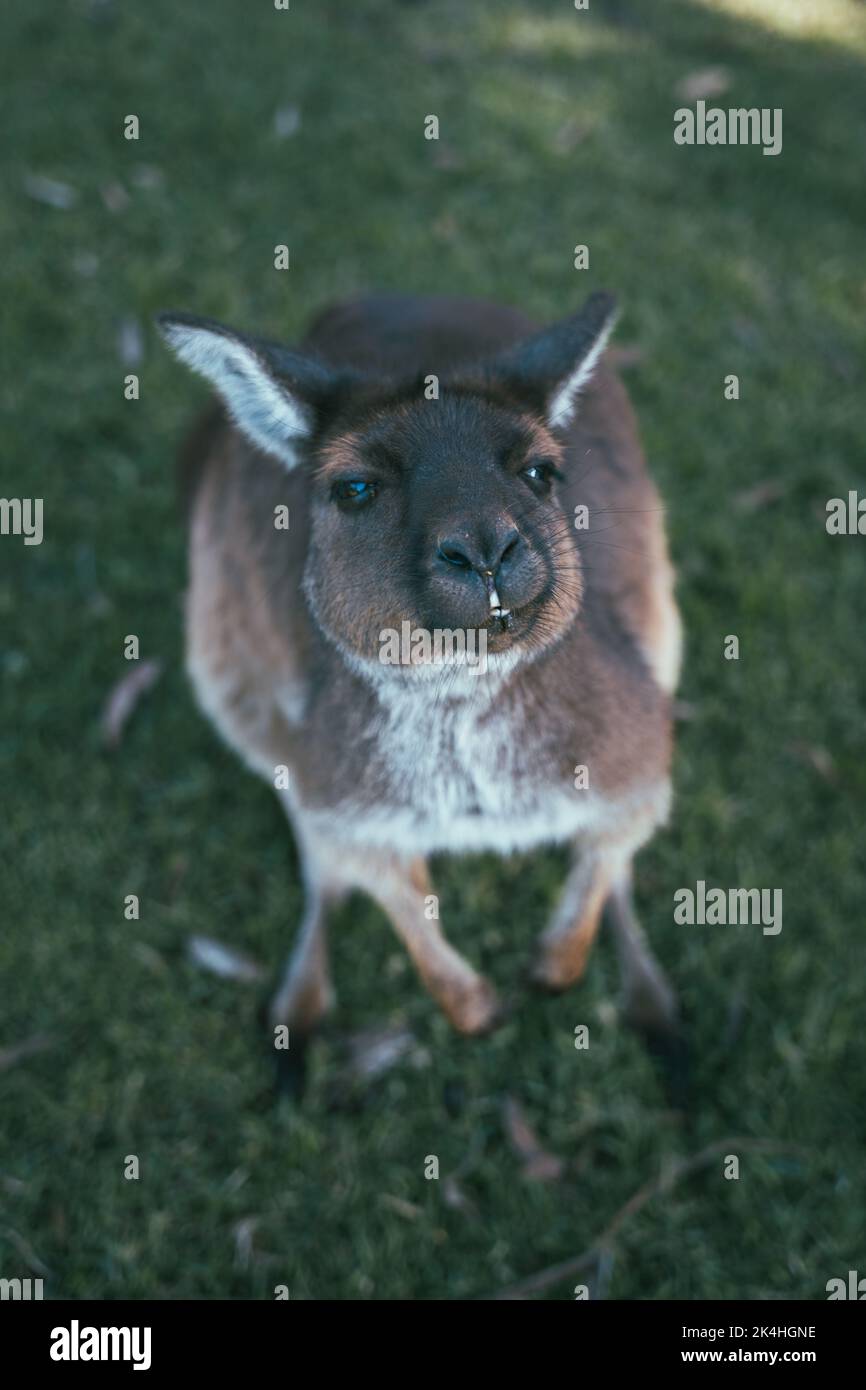 A vertical shot of a kangaroo looking up Stock Photo - Alamy