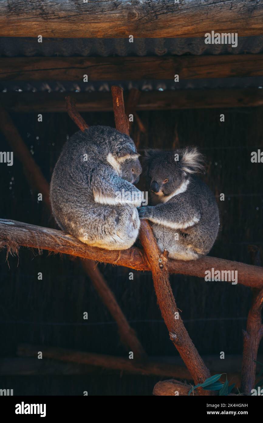 Pair of koala hi-res stock photography and images - Alamy