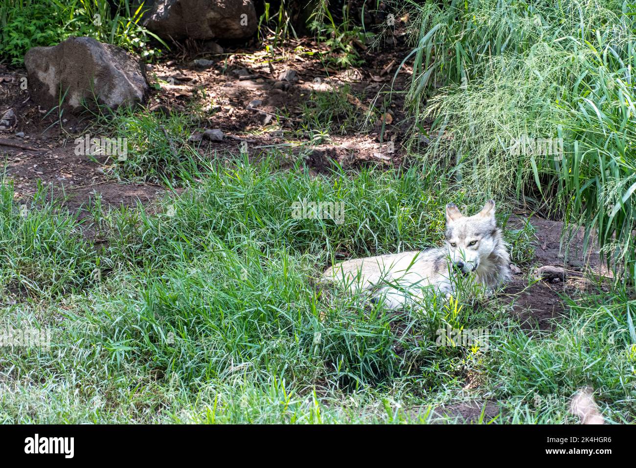 Canis lupus mexican gray wolf at the zoo, behind a mesh containing it ...