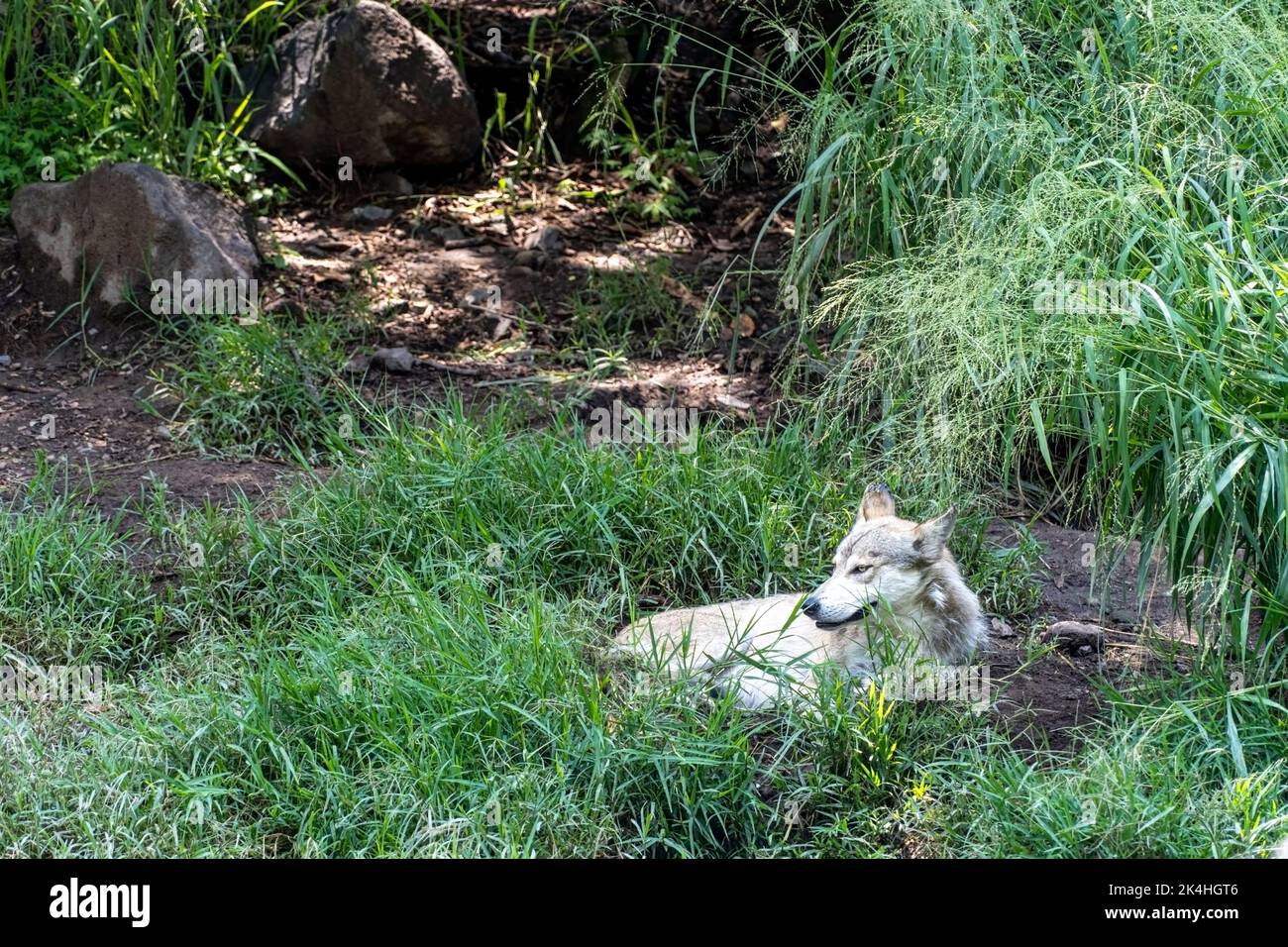 Canis lupus mexican gray wolf at the zoo, behind a mesh containing it ...