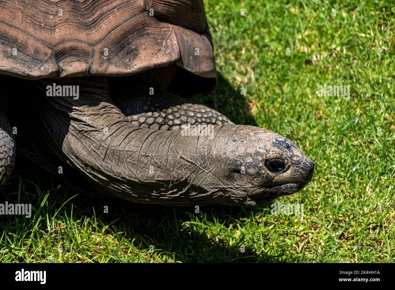 giant tortoise, Aldabrachelys gigantea, foraging for food in the field ...