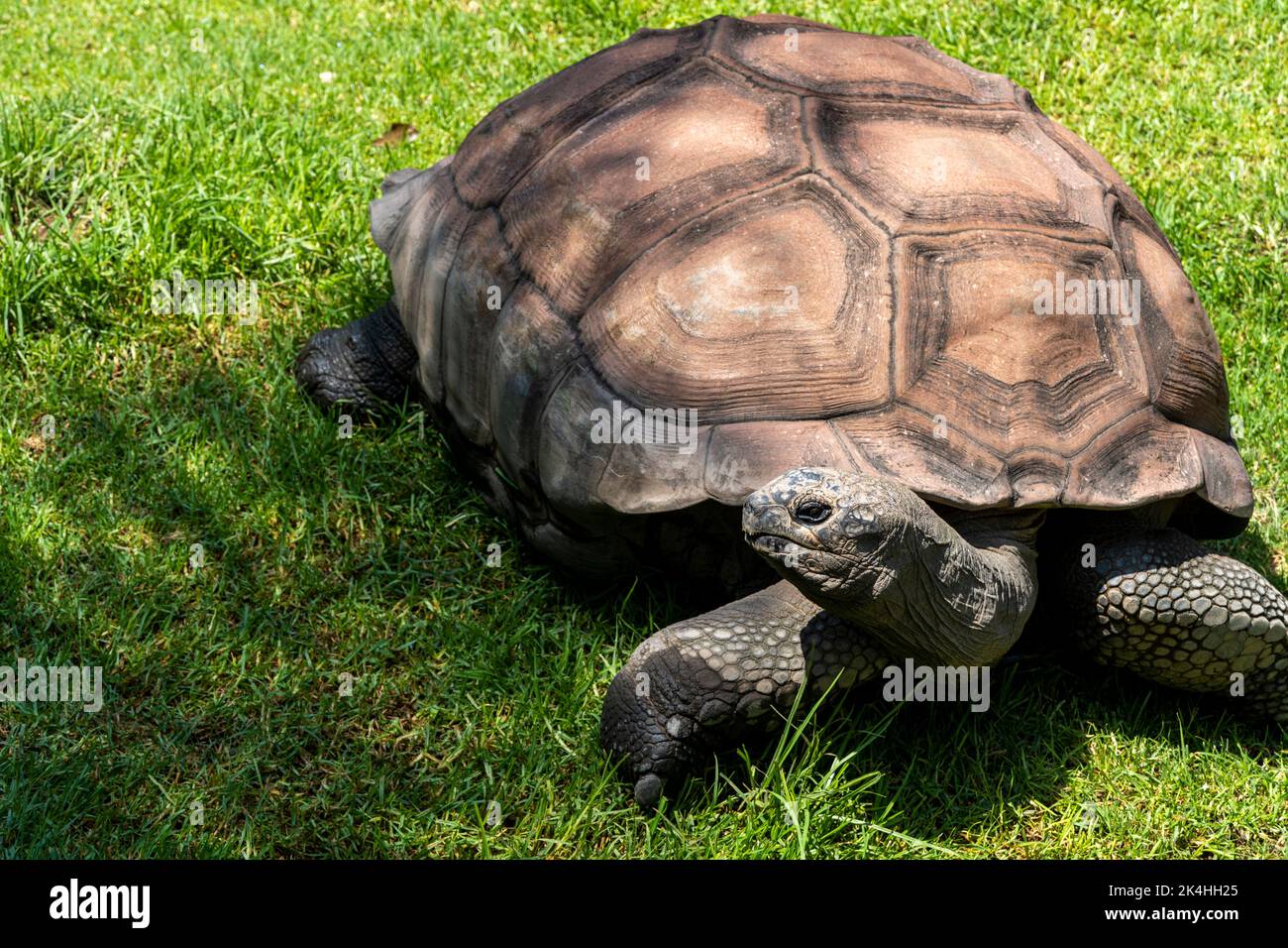 giant tortoise, Aldabrachelys gigantea, foraging for food in the field ...