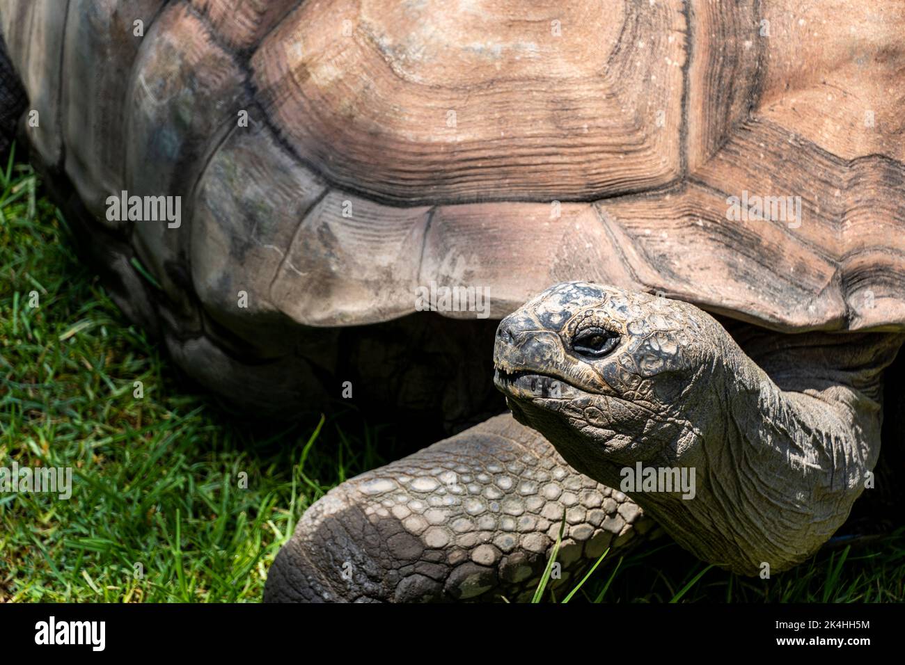 giant tortoise, Aldabrachelys gigantea, foraging for food in the field ...