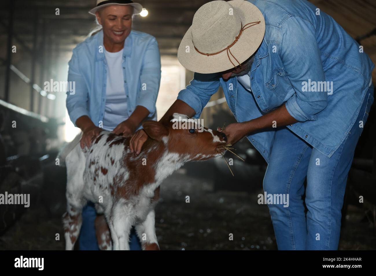 Farmers working in barn hi-res stock photography and images - Alamy