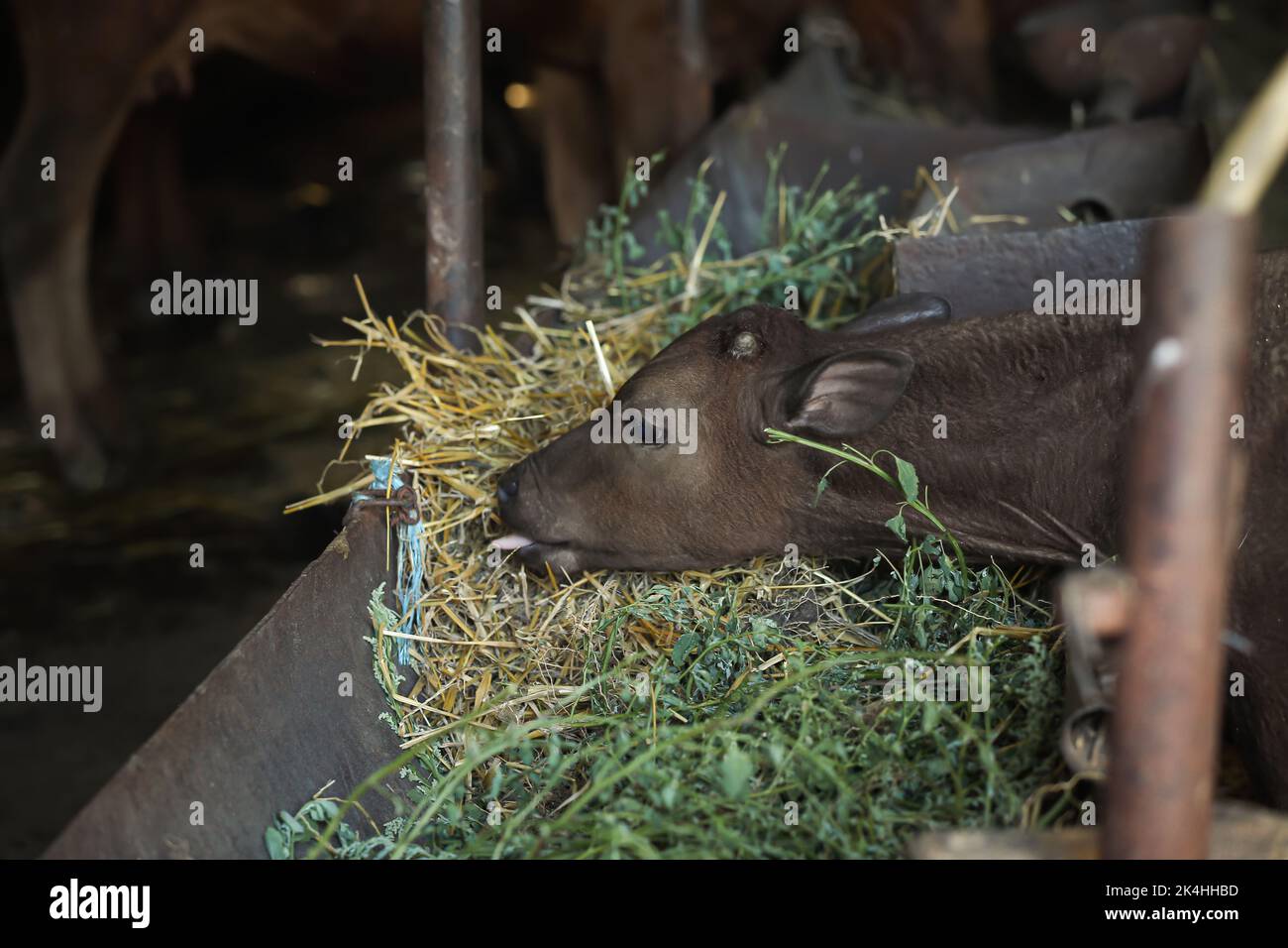 Cute little cow hi-res stock photography and images - Alamy