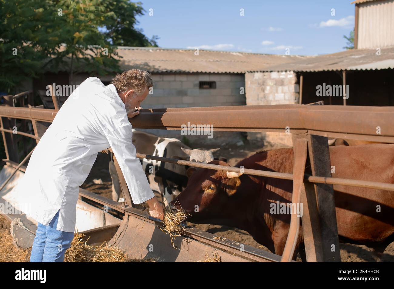 Veterinarian with cows on farm Stock Photo - Alamy