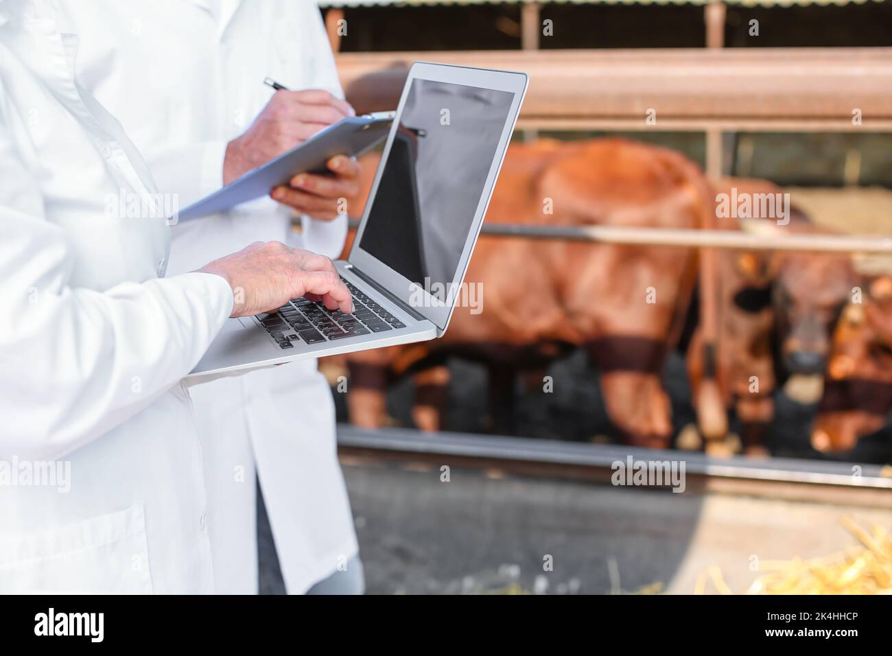 Veterinarians with laptop near paddock with cows on farm Stock Photo ...