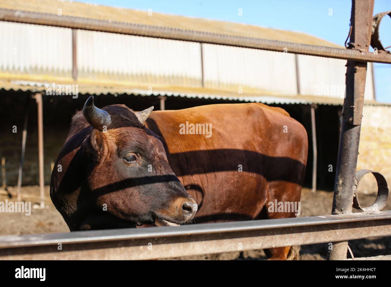 Adult cow in paddock on farm Stock Photo - Alamy