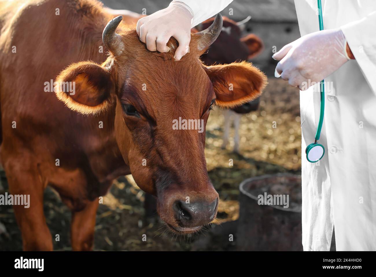 Veterinarian examining cows in paddock on farm Stock Photo - Alamy