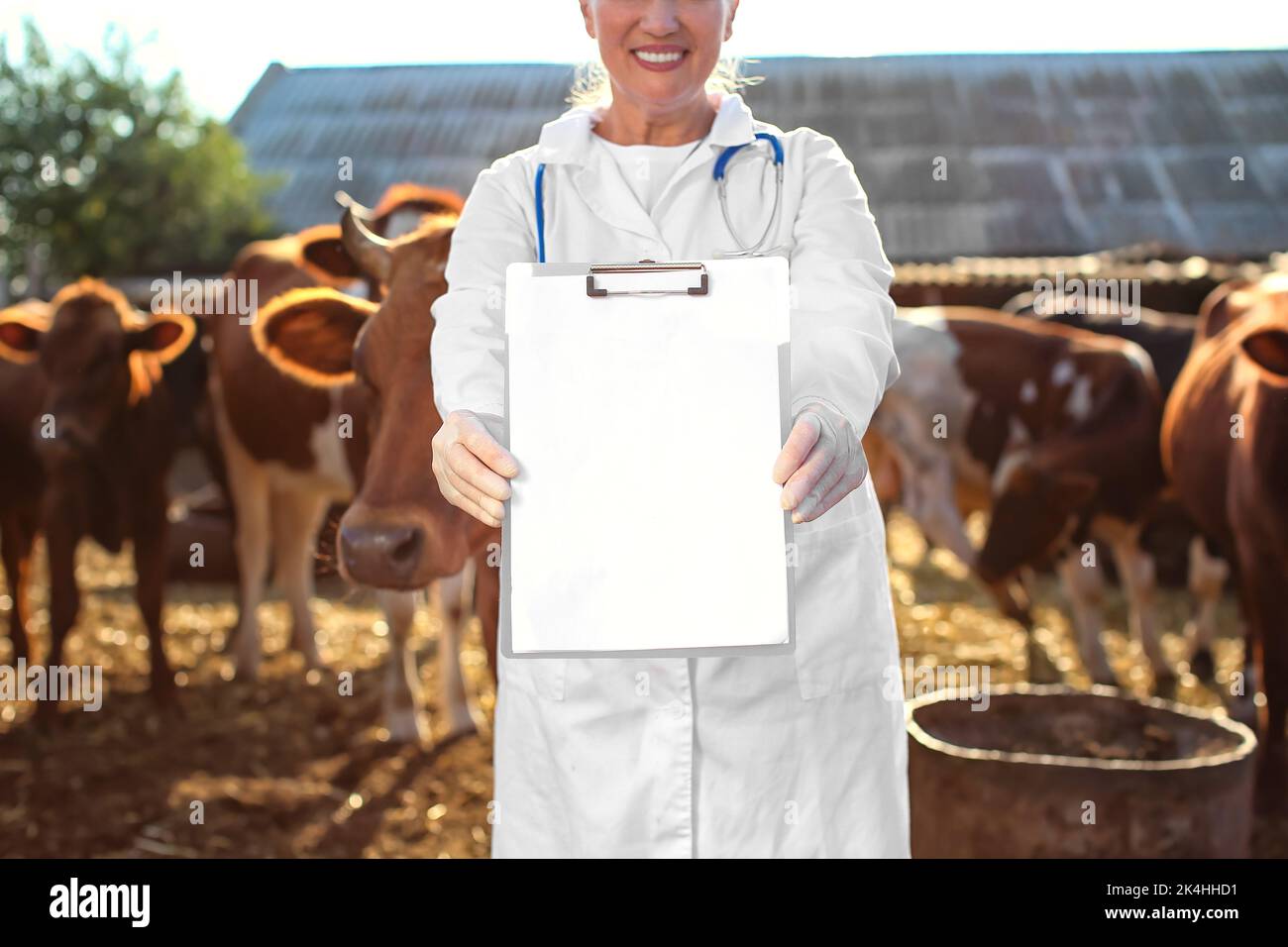 Veterinarian with empty paper sheet in paddock on farm Stock Photo - Alamy