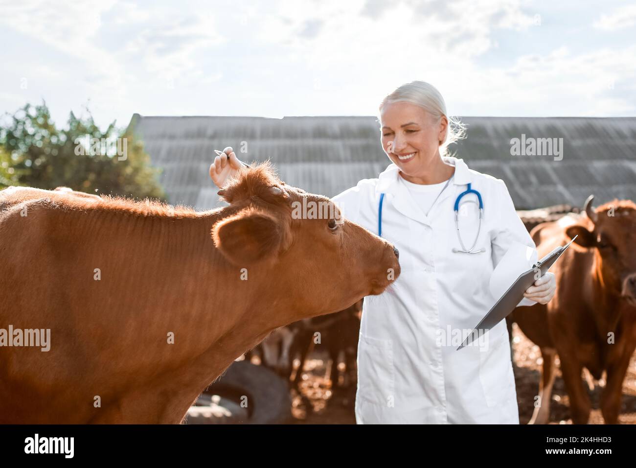 Veterinarian examining cows in paddock on farm Stock Photo - Alamy